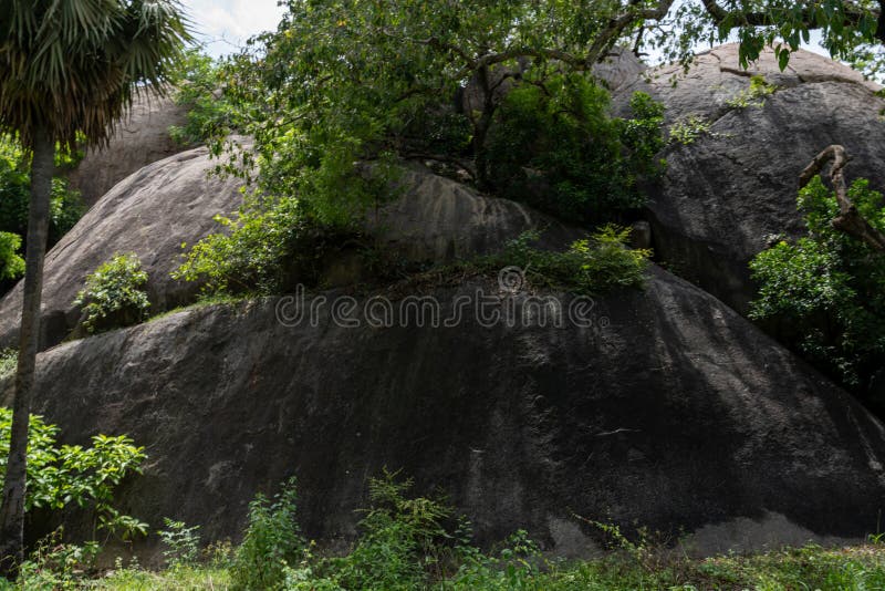 A Rocky Hillside with a Tree Growing Out of it Stock Photo - Image of ...