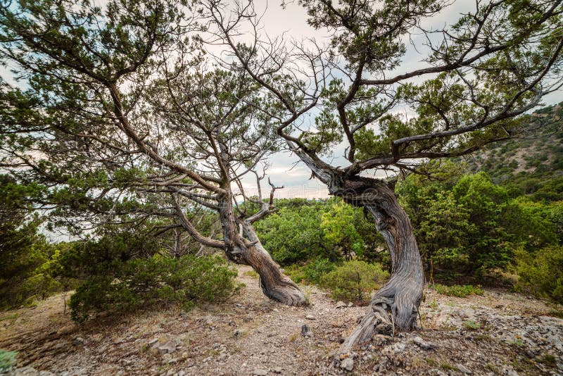 Rocky Juniper Tree in Forest Stock Photo - Image of view, hill: 163129112