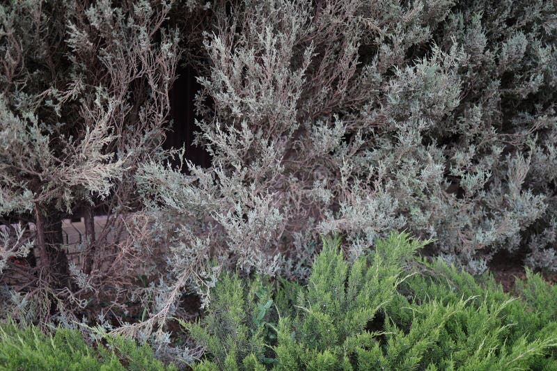 Rocky Junipers. Dry Needles on an Ornamental Evergreen Tree, Damage by ...