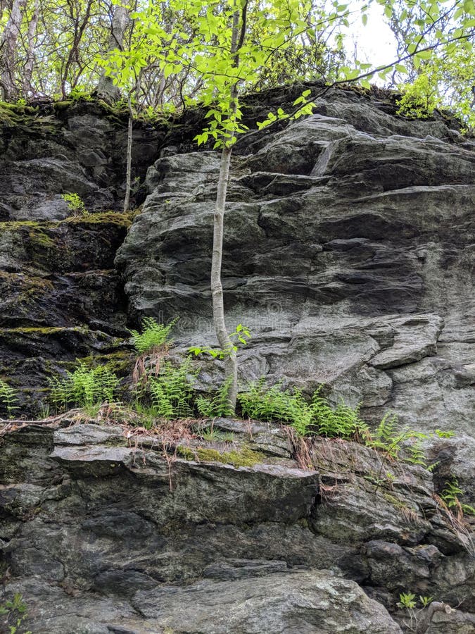 Rock ledge stock photo. Image of woods, rock, green - 116870694