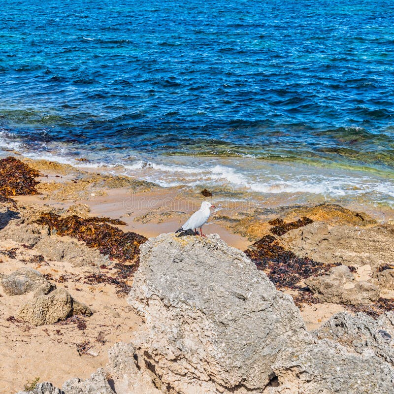Rocky Limestone Formations on the Coast and Beaches of Point Peron ...