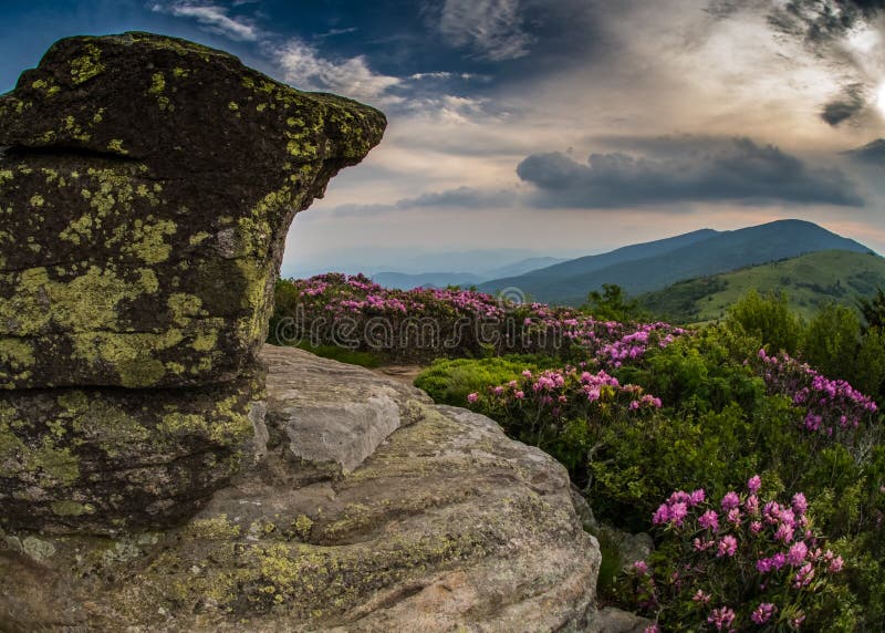 Rocky Lookout En Jane Bald Con Rododendro Foto de archivo - Imagen de ...