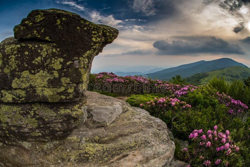 Rocky Lookout on Jane Bald with Rhododendron Stock Photo - Image of ...