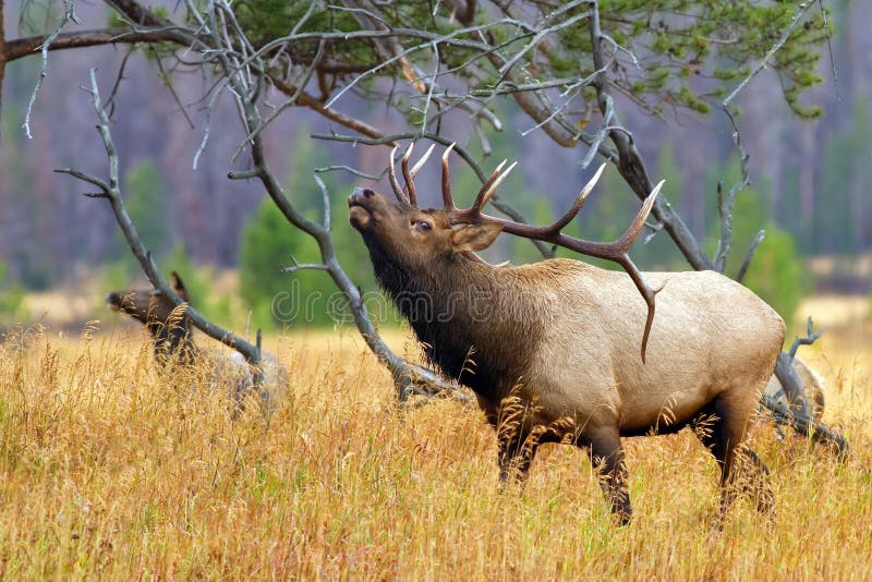Bull Elk in Rut stock image. Image of call, bugle, rutting - 124646549