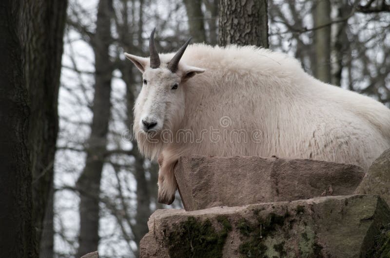 Capre Di Montagna Selvatiche Del Colorado Rocky Mountains Immagine ...