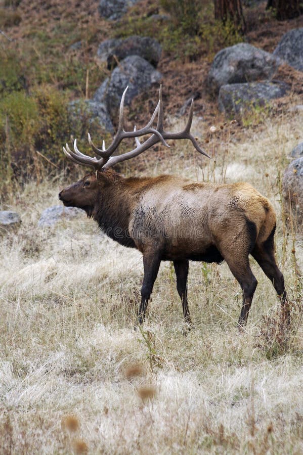 Bugling Elk stock image. Image of park, reindeer, wilderness - 12555101