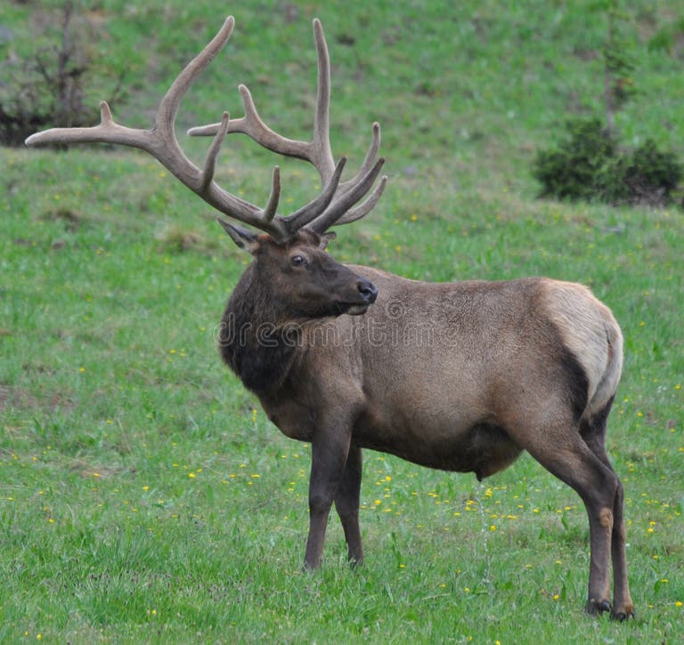 267 Elk Couple Stock Photos - Free & Royalty-Free Stock Photos from ...