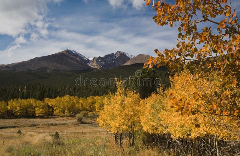 Very Tall Golden Fall Aspen Trees in Vail Colorado Stock Image - Image ...