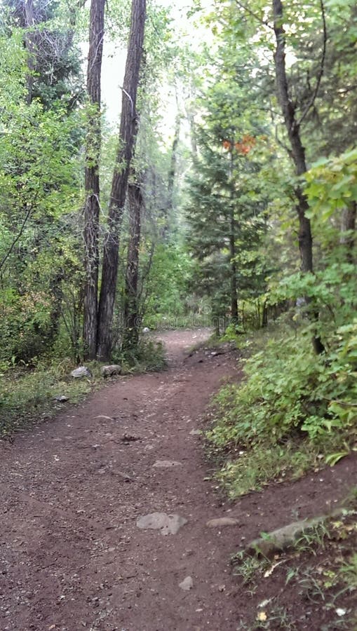 Rocky Mountain Forest Path Way Stock Photo - Image of deciduous, payson ...