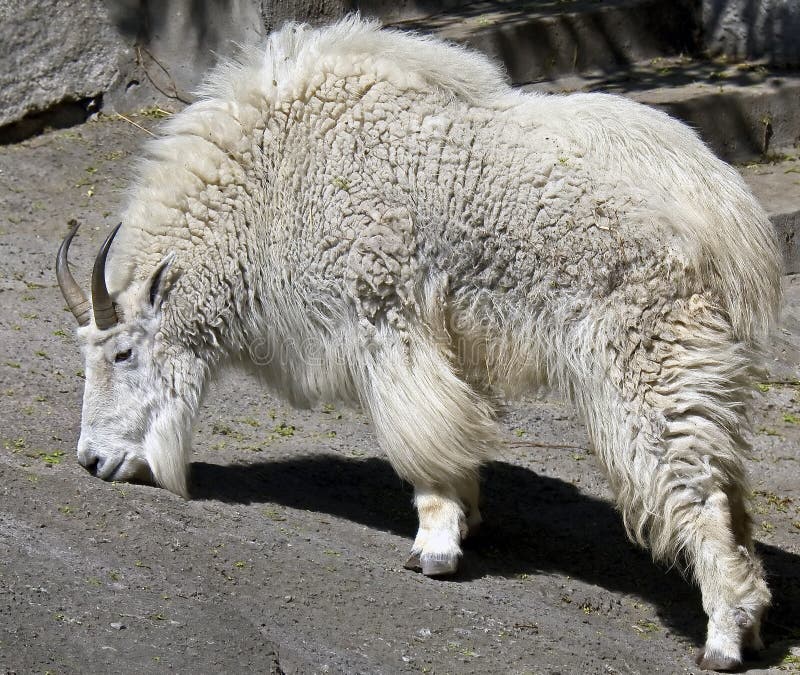 Rocky mountain goat 5 stock photo. Image of species, zoology - 14705260