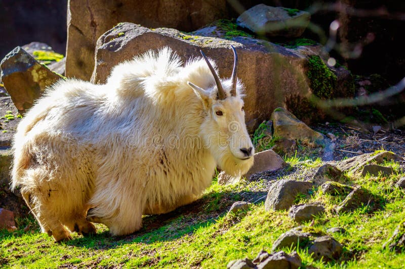 Rocky Mountain Goat stock image. Image of bovidae, rocky - 69091051