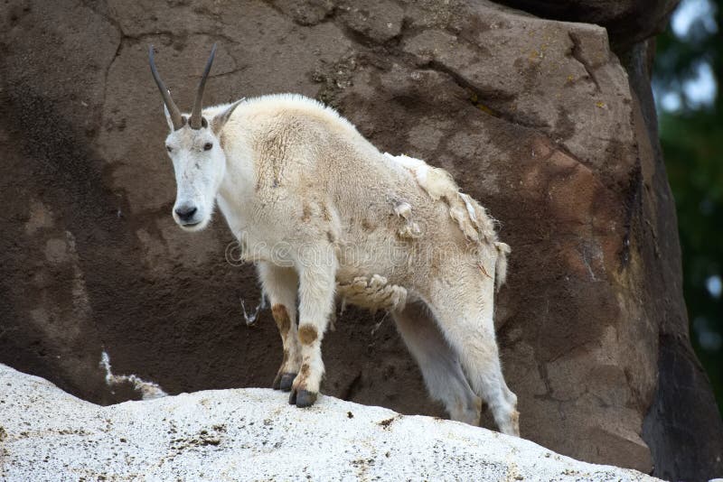 Rocky Mountain Goat Standing on a Rock Stock Image - Image of mountains ...