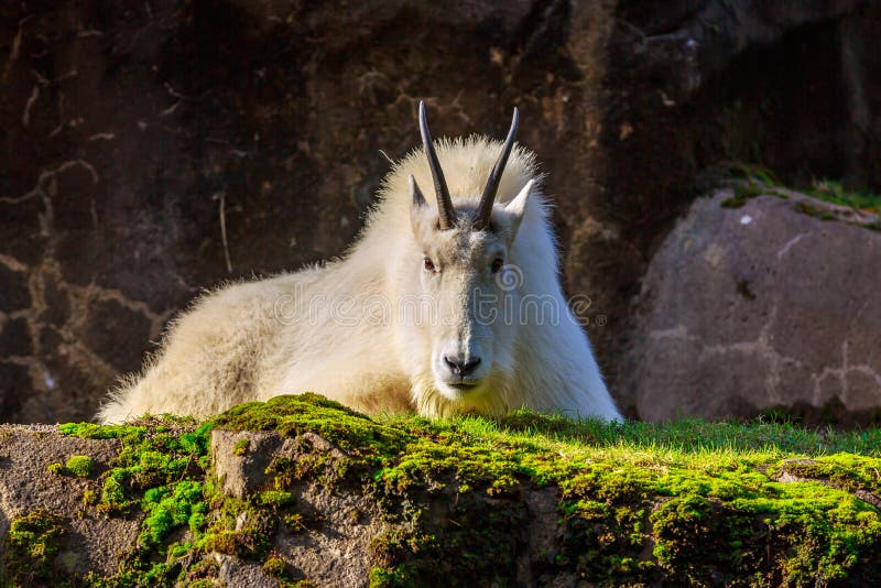 Charging Mountain Goat stock image. Image of mountains - 1188479