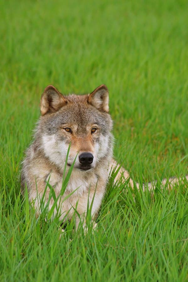 Rocky mountain Grey Wolf stock photo. Image of mountain - 1284452