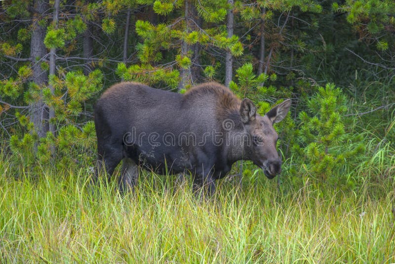 Rocky Mountain Moose stock photo. Image of rockies, mountain - 180039158
