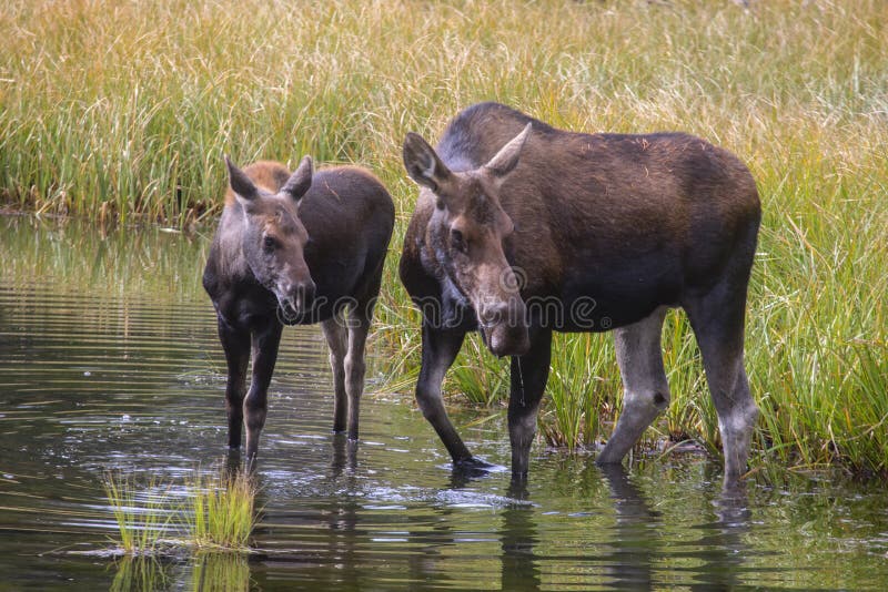 Rocky Mountain Moose stock photo. Image of feeding, rockies - 180039356