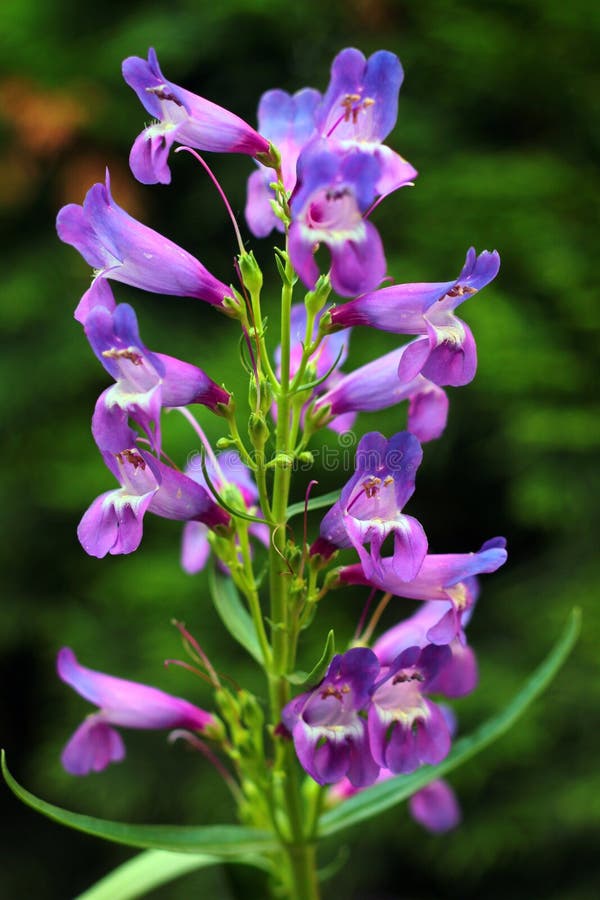 Rocky Mountain Penstemon Flower in a Garden Stock Photo - Image of ...