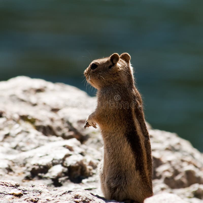 Rocky Mountain Rodent stock image. Image of rock, natural - 14650315