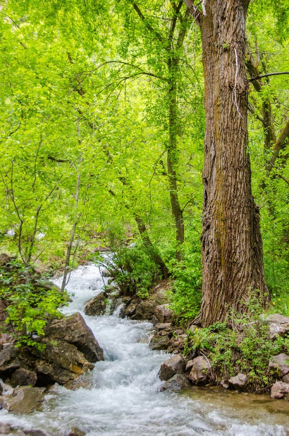 Hanging Lake Stream in Colorado Stock Photo - Image of glenwood, brooke ...