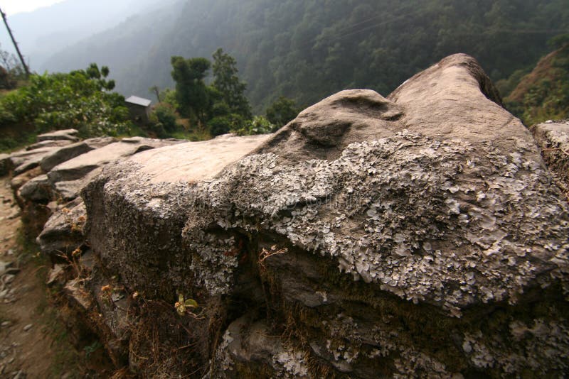 Rocky Mountain Trail Side Moss Stock Image - Image of moss, hiking ...