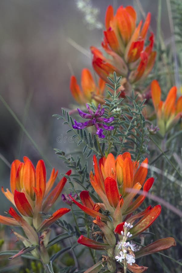 Rocky Mountain wildflowers stock image. Image of flower - 15502839