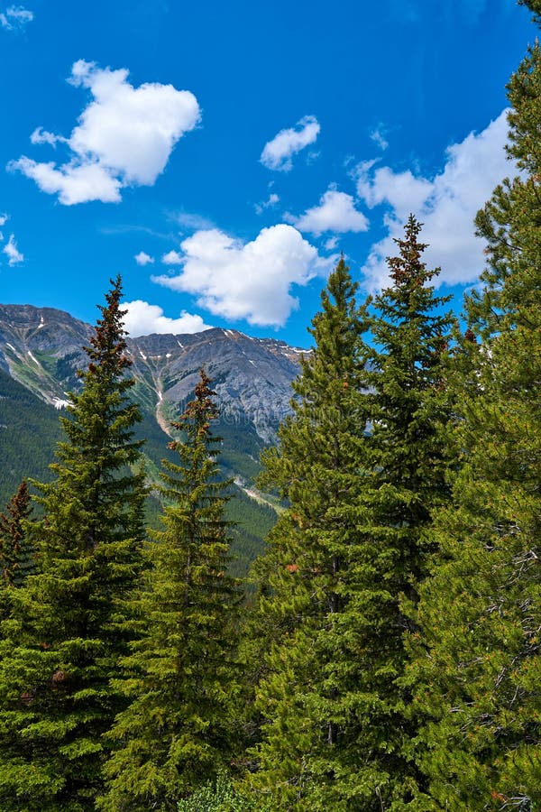 The Rocky Mountains of Alberta are Surrounded by Coniferous Forests on ...