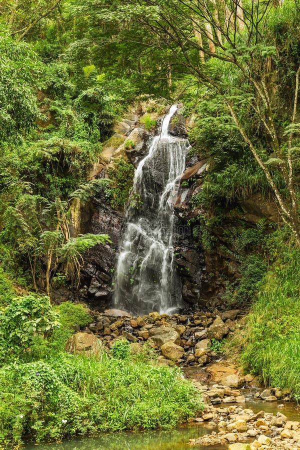 Rocky Mountains Clear Water Deep Forest Waterfall Stock Photo - Image ...