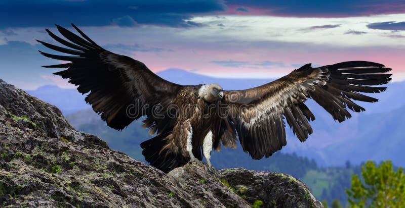 Rocky Mountains And Flying Eagle Bird Landscape Stock Photo - Image of ...