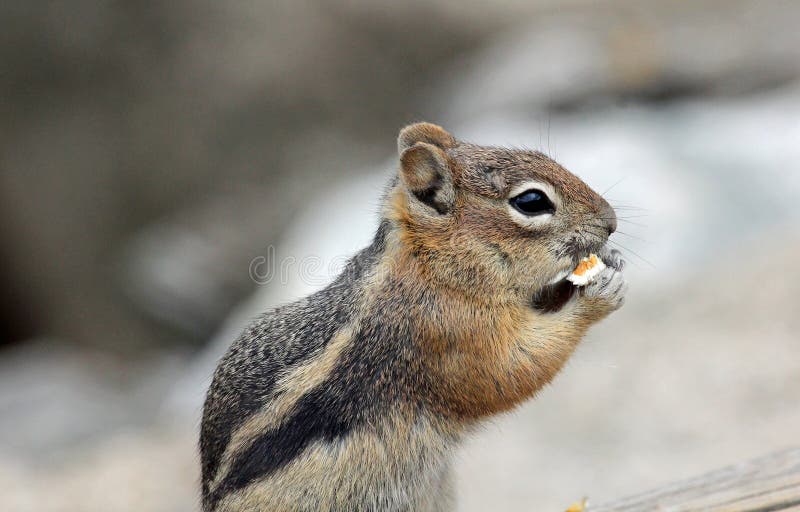 Chipmunk in profile stock image. Image of park, trail - 211281317