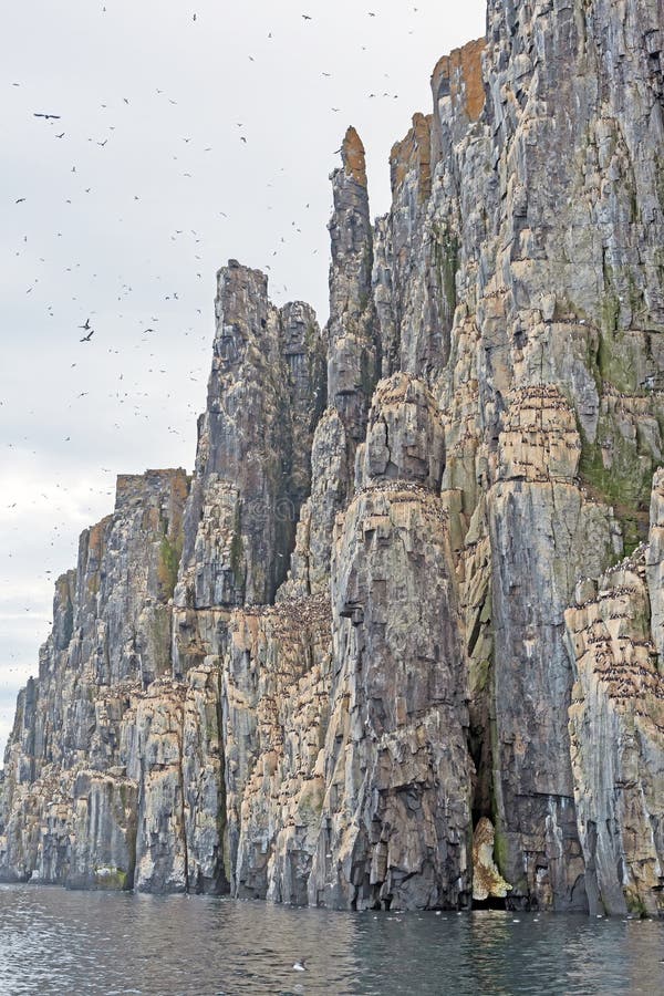 Rocky Nesting Cliffs on a High Arctic Coast Stock Image - Image of ...