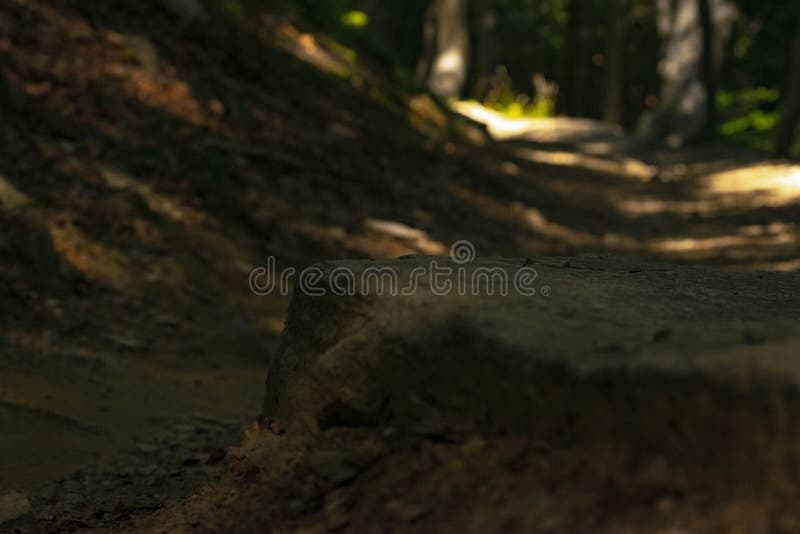 Rocky path in the forest stock photo. Image of forest - 201960976