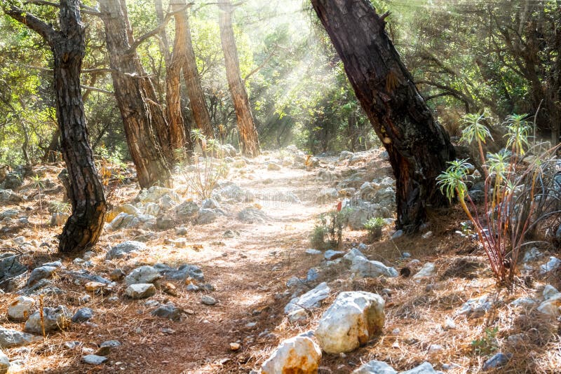A rocky path in a forest. stock photo. Image of mist - 65483942