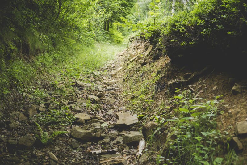 Rocky path in a forest stock image. Image of woods, foliage - 193856479
