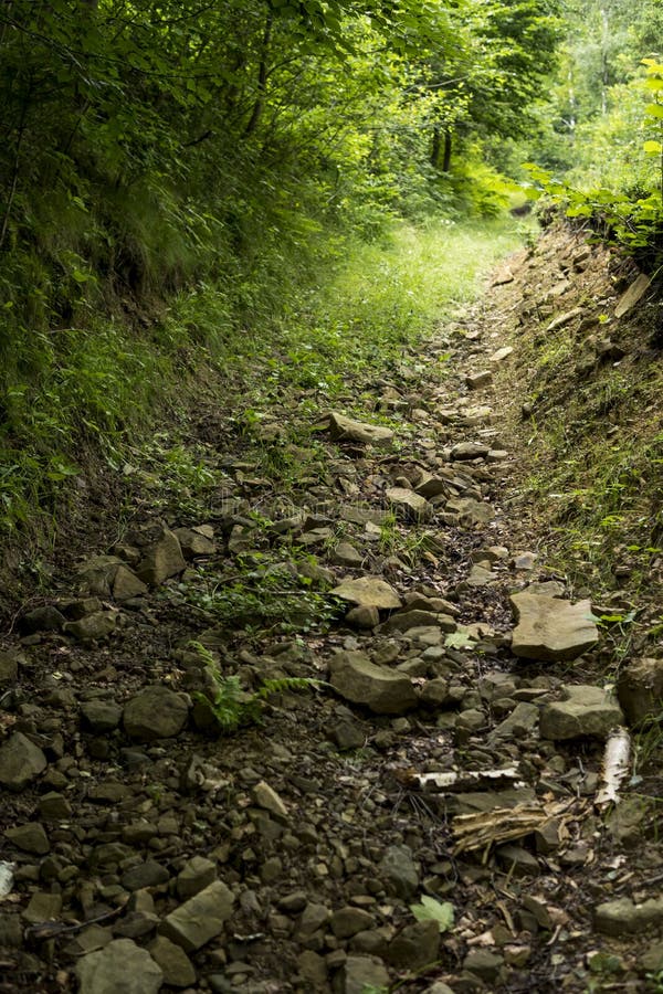Rocky path in a forest stock image. Image of background - 193856483