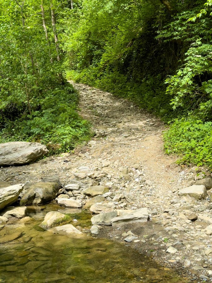 Rocky Path in the Forest in Summer Stock Image - Image of forest, view ...