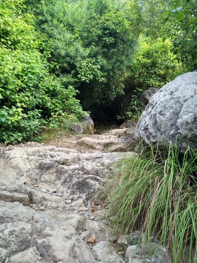 Rocky path in forest stock photo. Image of plants, hiking - 242140126