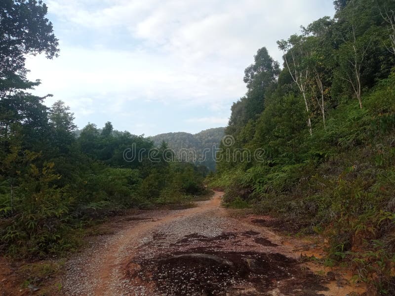 Rocky Path in the Middle of Green Forest Stock Image - Image of path ...