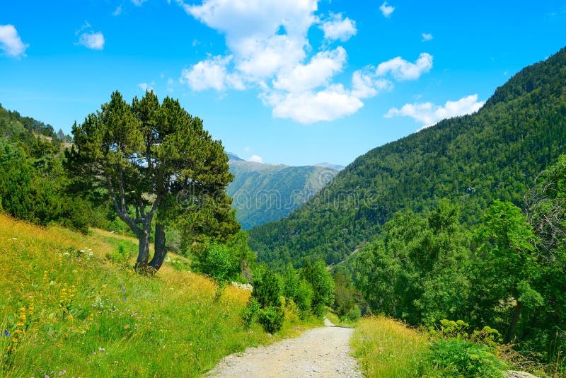 Rocky Path in the Mountains Covered with Forest Stock Image - Image of ...