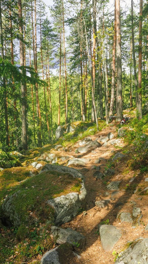 Rocky Path In A Natural Forest Stock Photo - Image of mountain, scenics ...