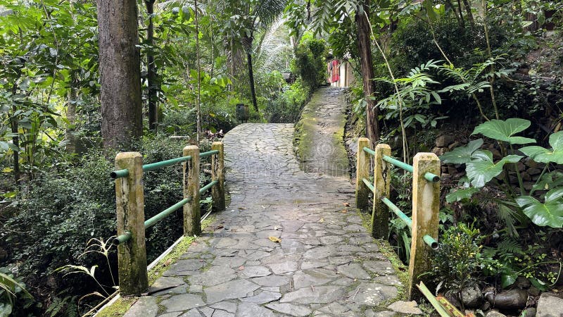 A Rocky Path Surrounded by Green Vegetation in a Calm Forest Setting ...