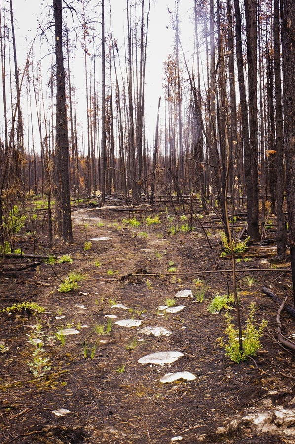 Rocky Path through Wildfire Damaged Forest Stock Image - Image of fire ...