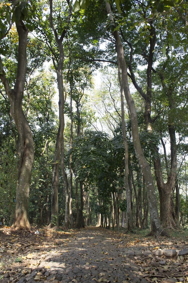 A Pathway with Trees Inside the Forest Ground Stock Image - Image of ...