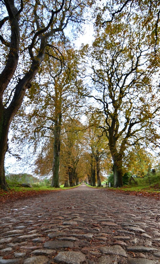 Rocky Pathway with Tall Trees on the Side Stock Image - Image of ...
