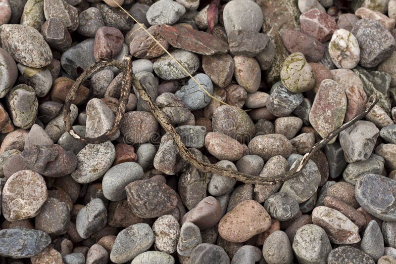 Rocky pebbles with stick stock image. Image of closeup - 104255967
