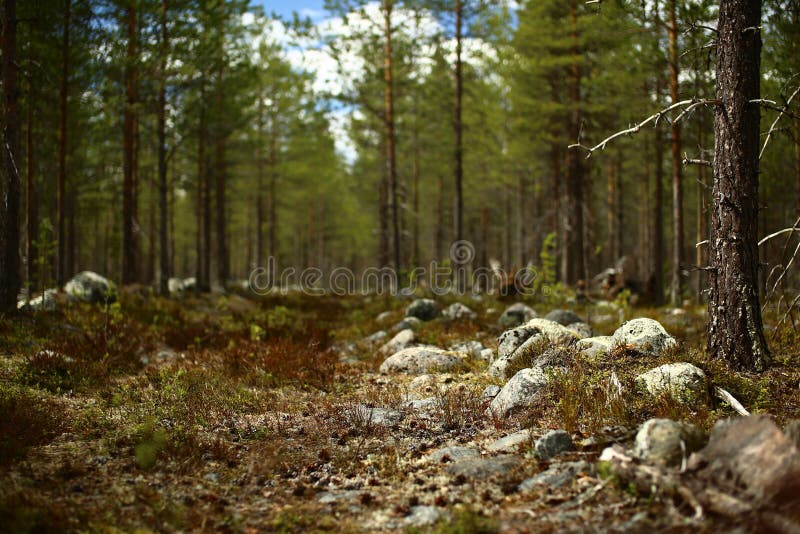 Rocky Pine Forest in a Nature Reserve in Northern Sweden Stock Image ...