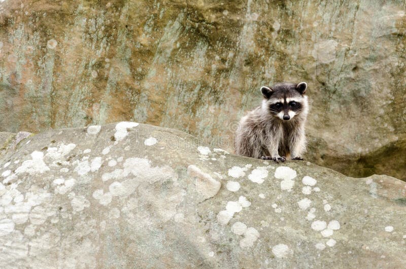 Rocky Raccoon stock image. Image of rocky, baby, creature - 66329487