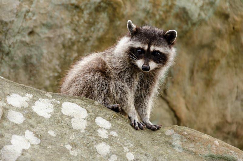 Rocky Raccoon stock photo. Image of creature, viverridae - 66329510