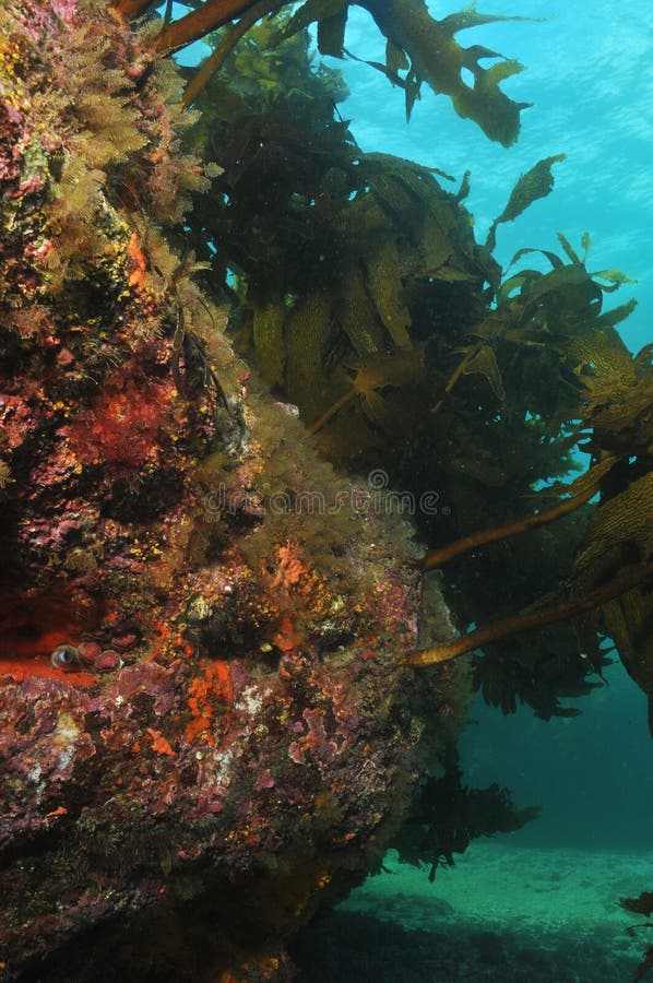 Rocky reef with kelp stock photo. Image of algae, rich - 43826188