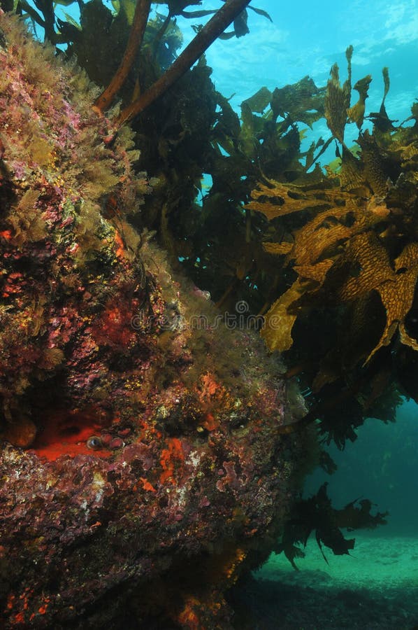 Rocky reef with kelp stock image. Image of stalked, rcoky - 43826209