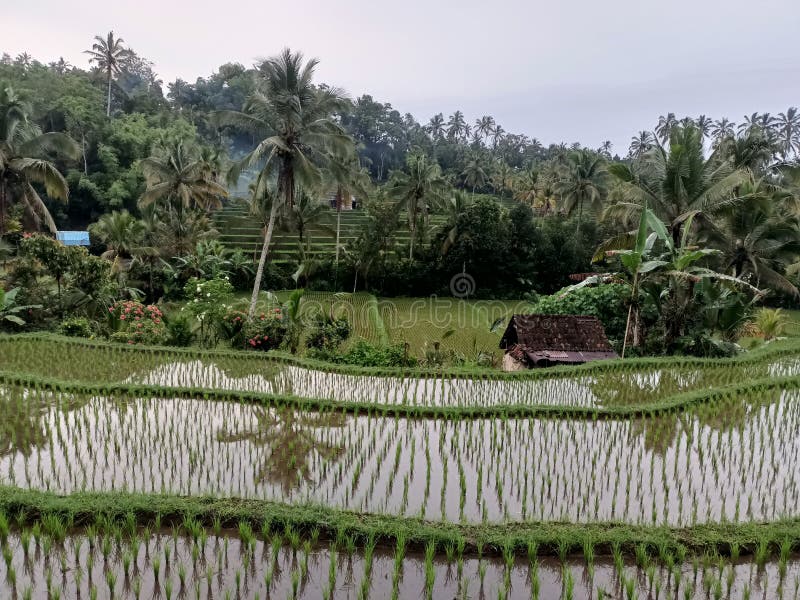 The Rocky Rice Fields are Planted with Coconut Trees Around it Stock ...